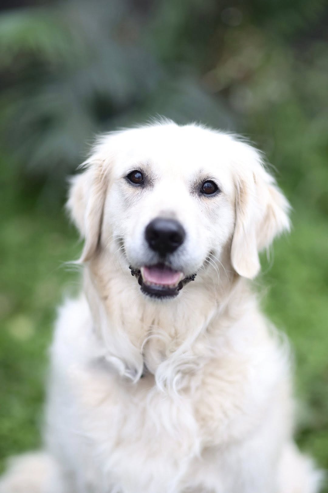 Bindi – Lucky Paws Dog Rescue Inc