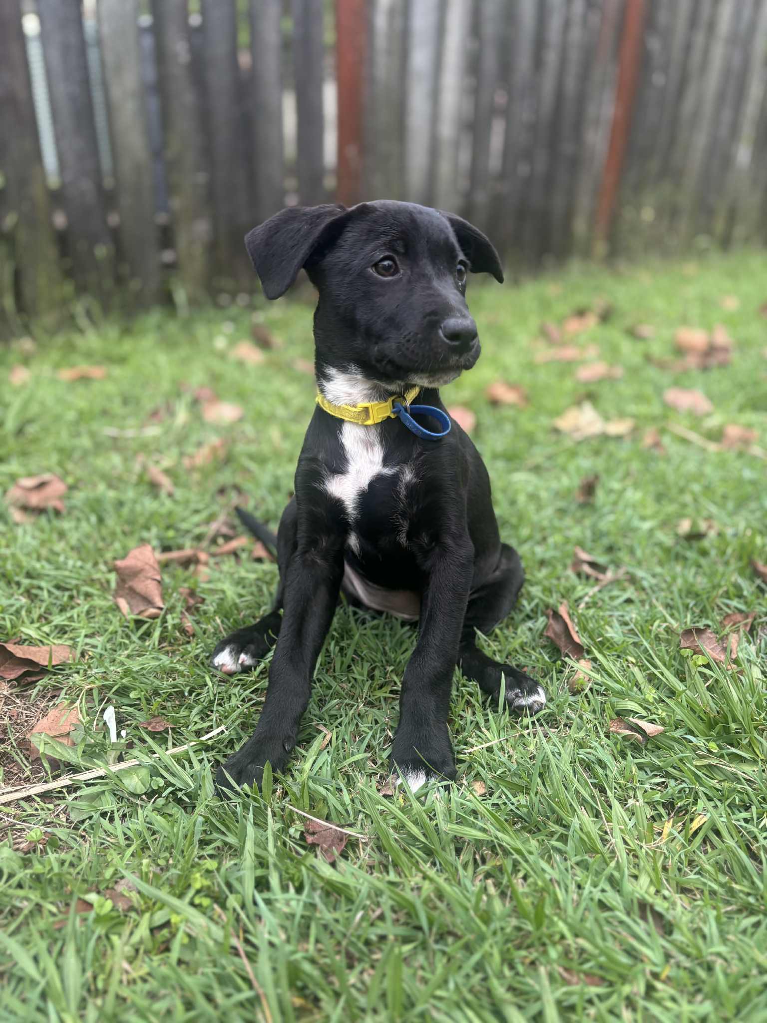 Indie – Lucky Paws Dog Rescue Inc