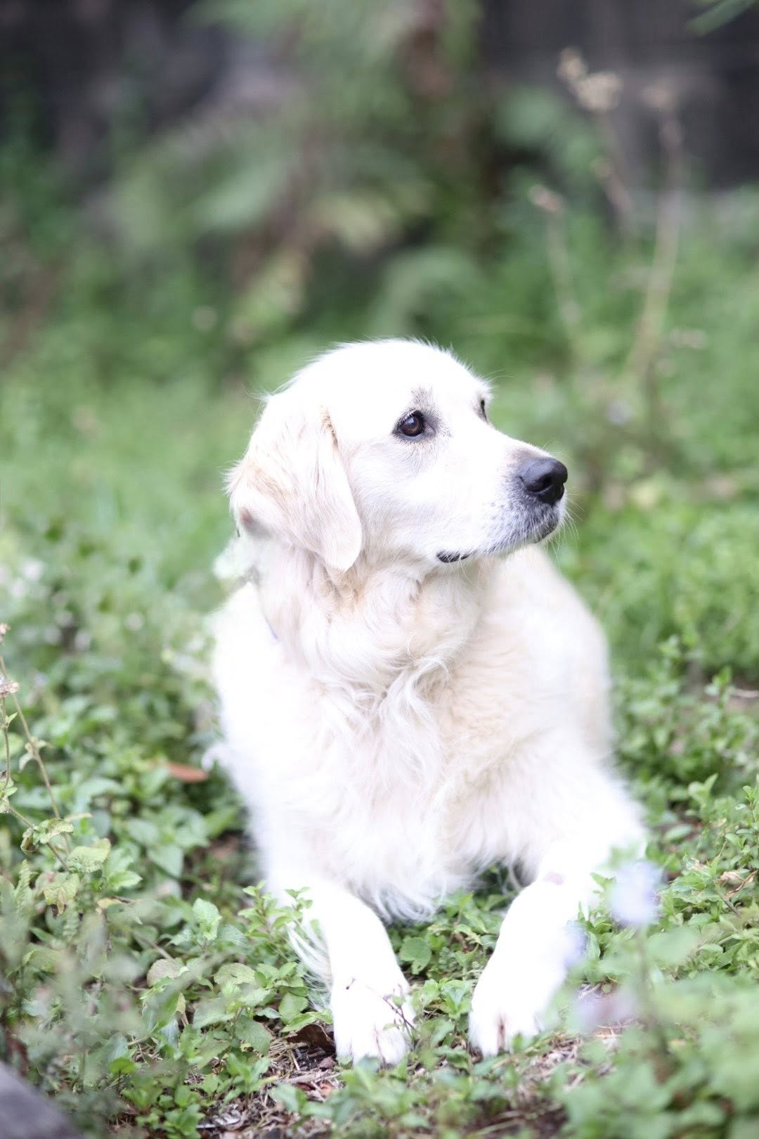 Bindi – Lucky Paws Dog Rescue Inc