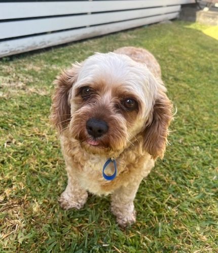 Max – Lucky Paws Dog Rescue Inc