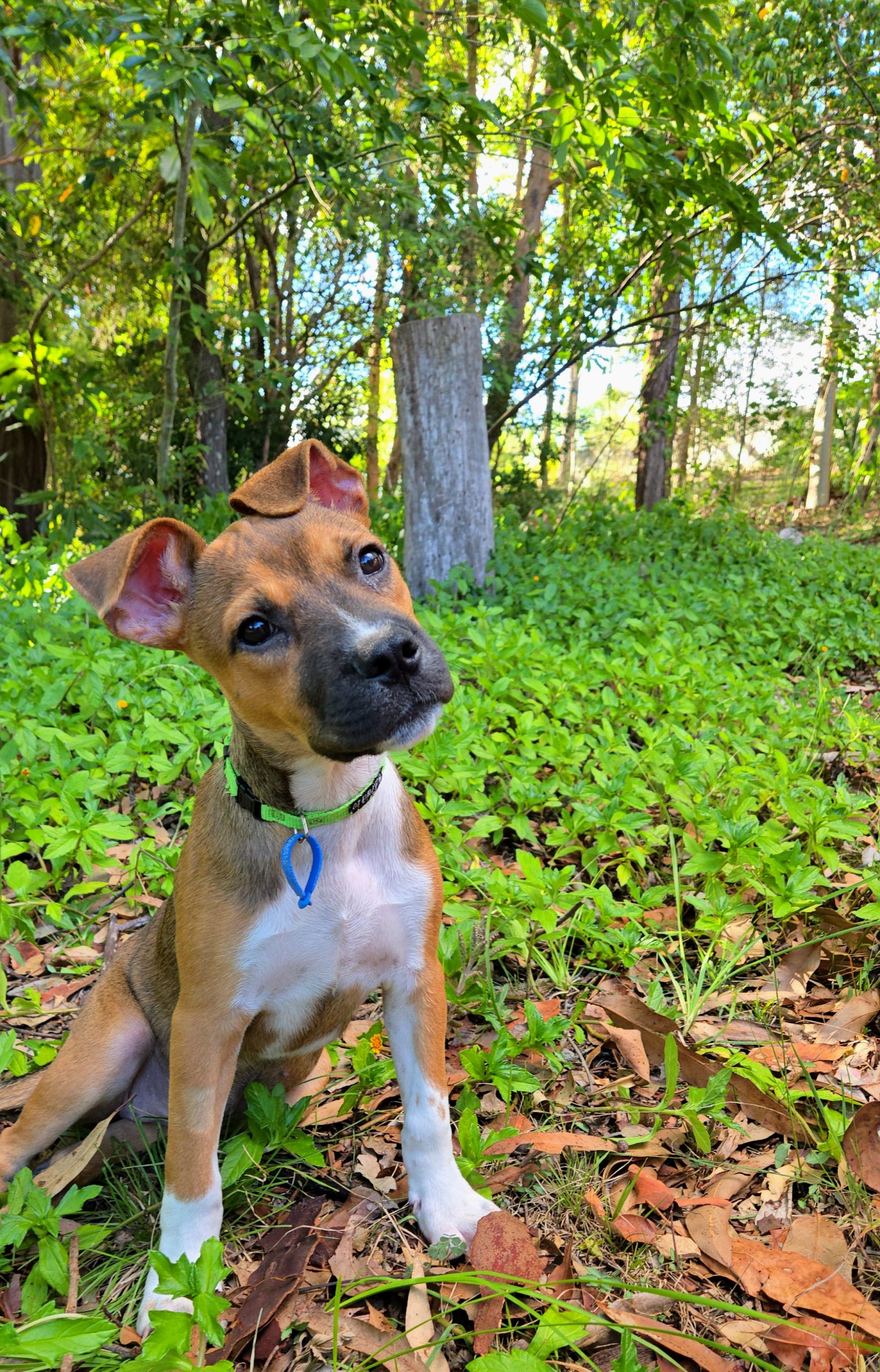 Jasmine – Lucky Paws Dog Rescue Inc