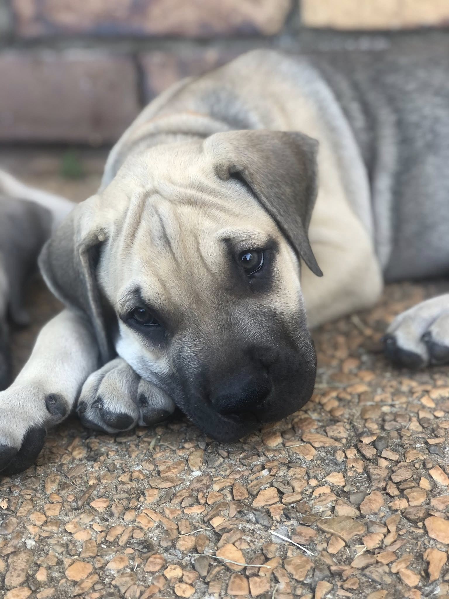Caesar – Lucky Paws Dog Rescue Inc