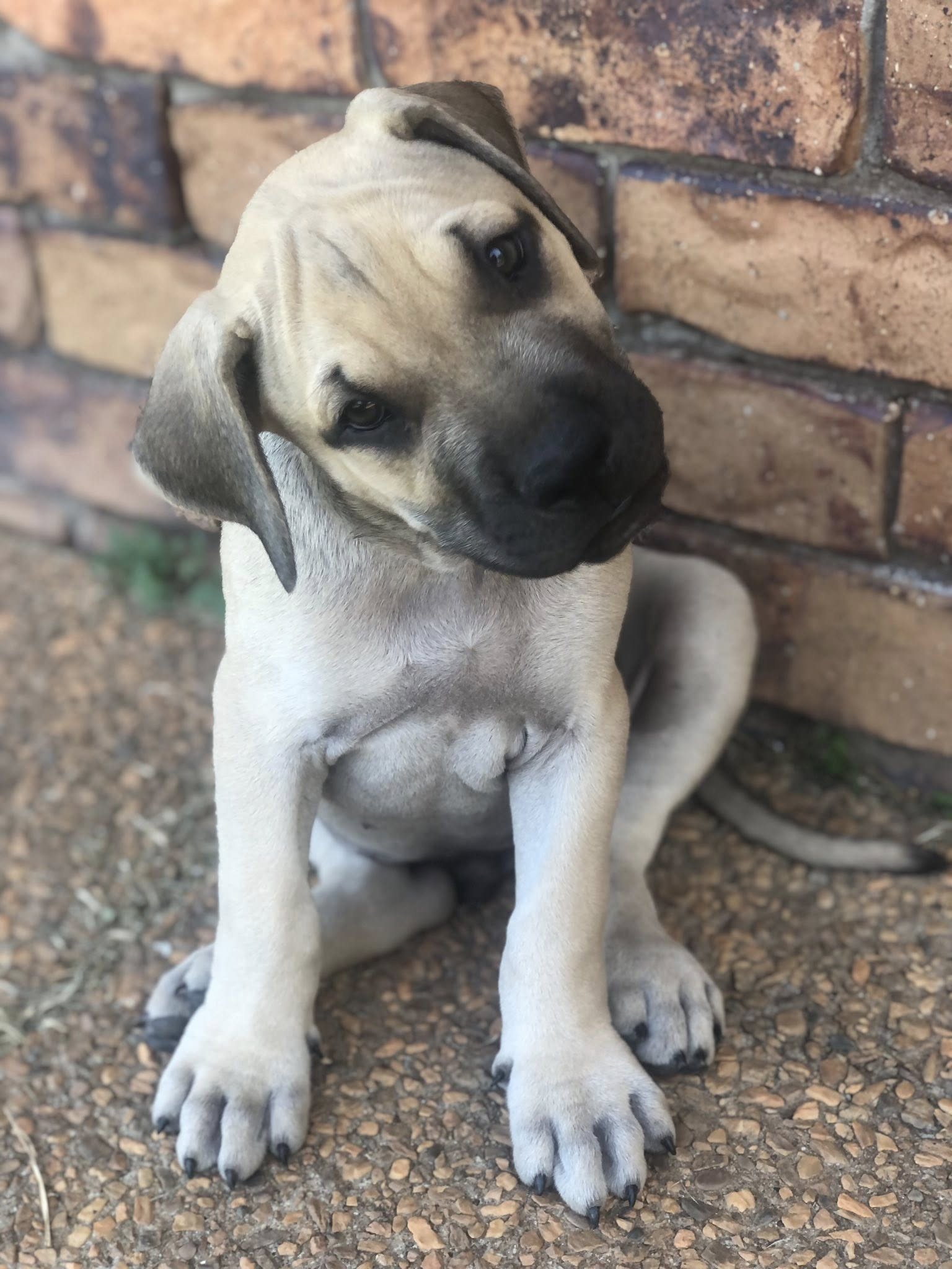 Caesar – Lucky Paws Dog Rescue Inc