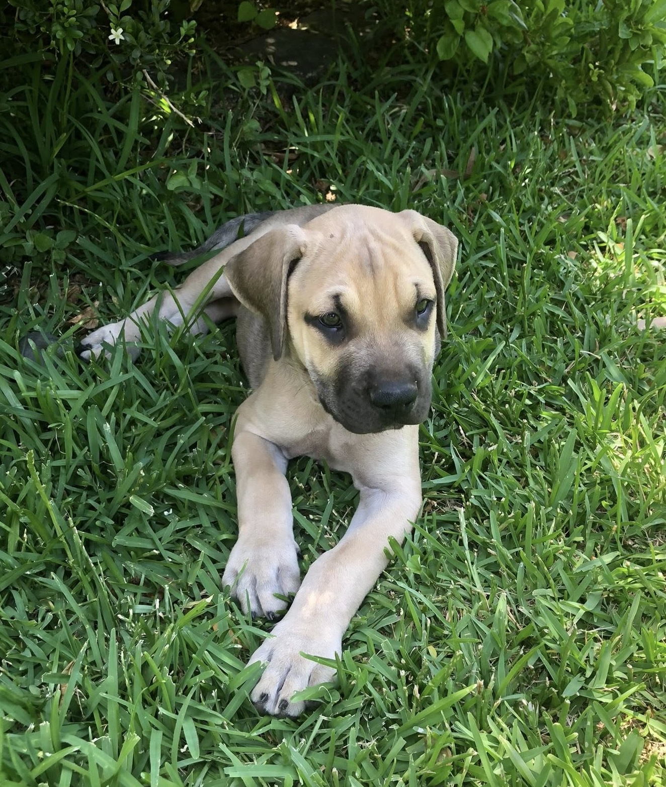 Caesar – Lucky Paws Dog Rescue Inc