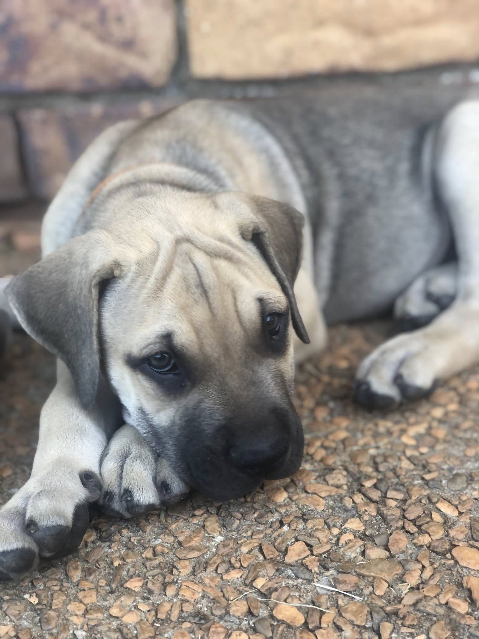 Caesar – Lucky Paws Dog Rescue Inc