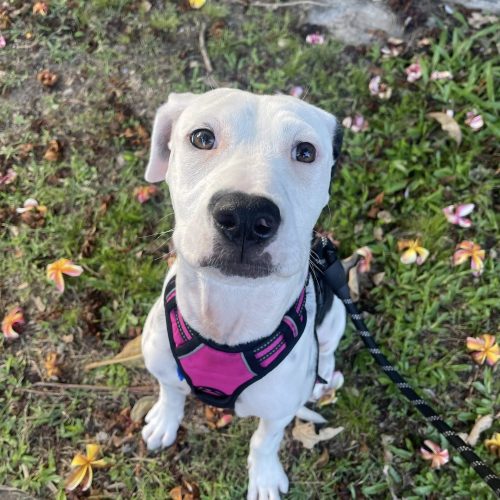 Available For Adoption – Lucky Paws Dog Rescue Inc