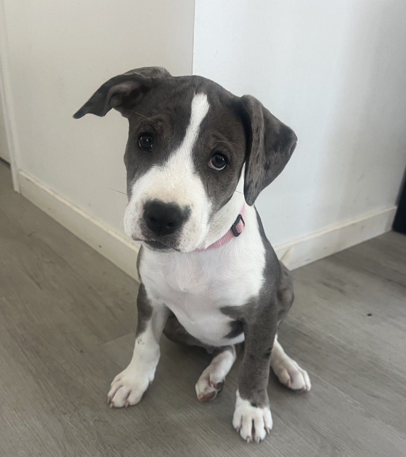 Sushi – Lucky Paws Dog Rescue Inc