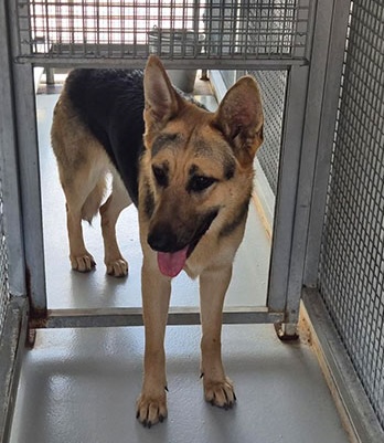 Darla – Lucky Paws Dog Rescue Inc